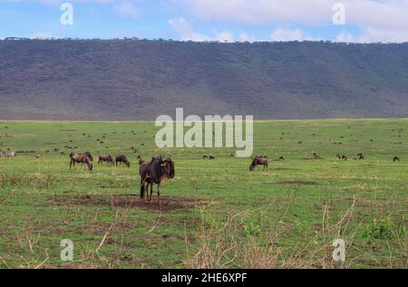 Wildebeests graze in savannah Stock Photo - Alamy
