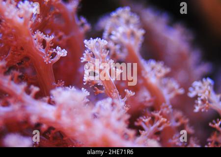 Closeup shot of beautiful corals and fish under the sea Stock Photo - Alamy