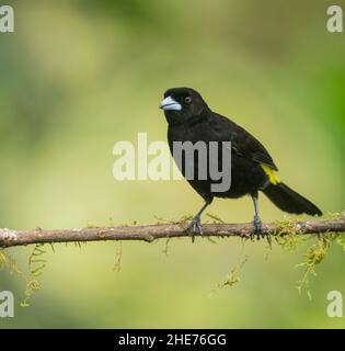 Male Lemon-rumped Tanager (Ramphocelus icteronotus) in Mashpi reserve ...