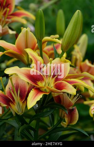 John Hancock Asiatic Lily, Yellow Petals with Large Black Spots or ...