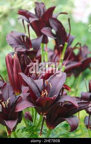Lily Mapira, Maroon Lilies Burgundy Blooms, Asiatic Lily, Dark Lilies ...