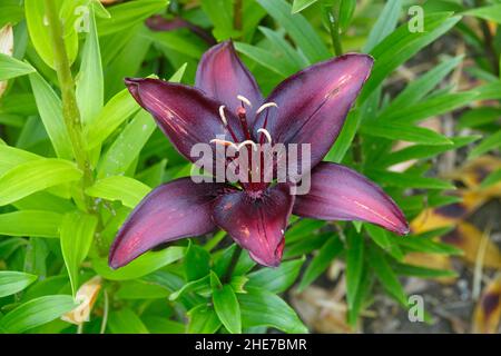 Lily Mapira, Maroon Lilies Burgundy Blooms, Asiatic Lily, Dark Lilies ...