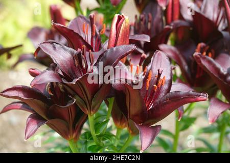 Lilium Mapira Asiatic Lily deep purple maroon burgundy lillies in bloom ...
