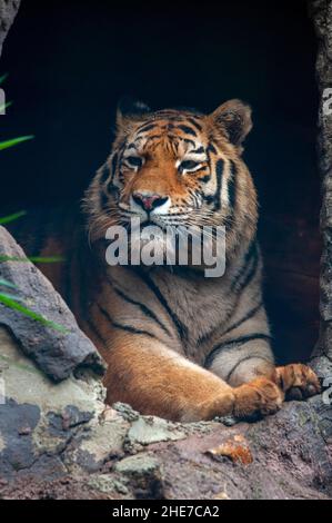 Tiger (Felis tigris), the biggest member of the cat family Stock Photo ...