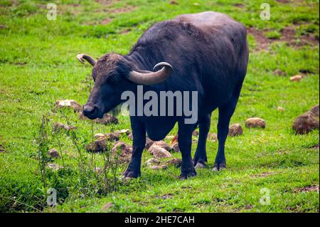 Water buffalo is a large bovid originating in the Indian subcontinent and Southeast Asia Stock ...