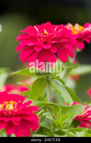 A vertical hot of zinnia flowers Stock Photo - Alamy
