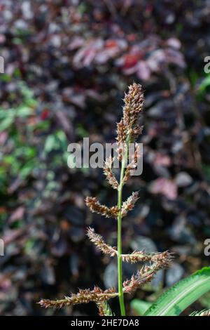 Closeup of common bluegrass in a meadow Stock Photo - Alamy