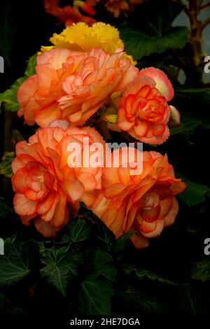 Begonia Upright Double Picotee Sunburst, Bright Yellow Tuberous ...