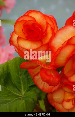 Begonia Upright Double Picotee Sunburst, Bright Yellow Tuberous ...