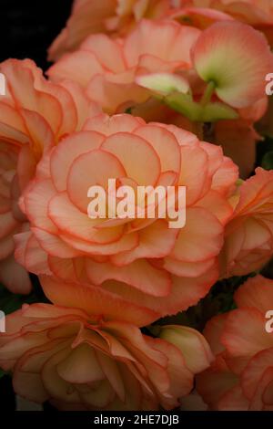 Cluster of Pale Orange Picotee Begonias, Apricot Tuberous Begonia ...