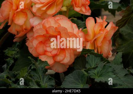 Cluster of Pale Orange Picotee Begonias, Apricot Tuberous Begonia ...