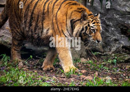 Tiger (Felis tigris), the biggest member of the cat family Stock Photo ...