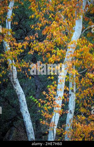 Arizona sycamore (Platanus wrightii) is a deciduous tree native to ...