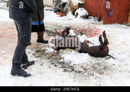 Dead pig on board outdoor prepare cook. Street lighting, carcass pig, slaughter has been carried ...