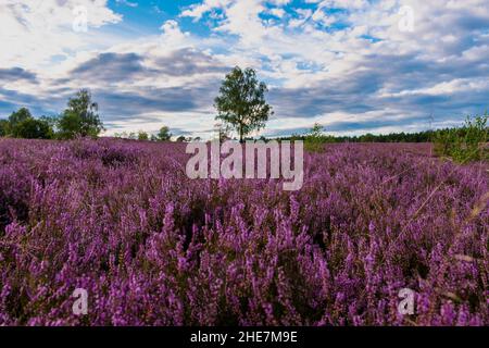 Lüneburger Heide am Wietzer Berg am Abend Stock Photo - Alamy