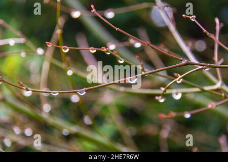 The tree branch with raindrops hanging from it Stock Photo - Alamy