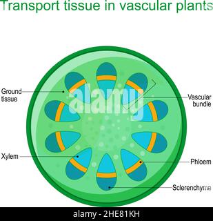 vascular tissue system of plant. xylem and phloem. Cross section of ...
