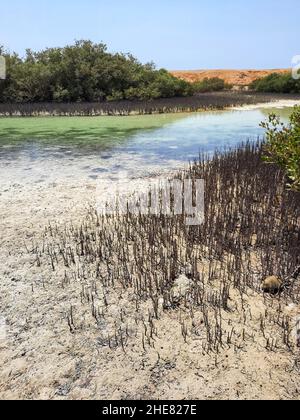 Nabq National Park Egypt. mangroves in the desert Stock Photo - Alamy