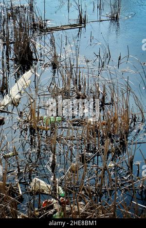 River water heavily polluted with Blue Green algae cyanobacteria blooms ...