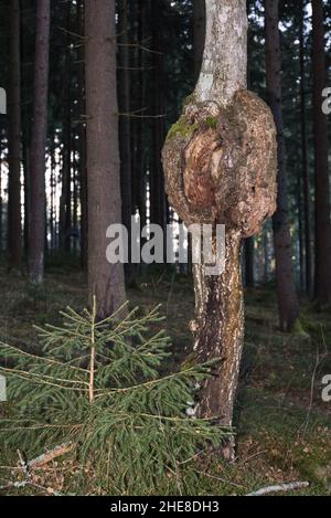 Injury to the tree trunk - pathological growth, outgrowth and ...