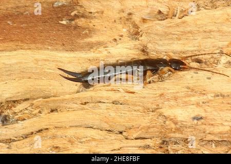 Coastal earwig (Anisolabis littorea) on rotten driftwood Stock Photo ...