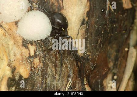 False widow spider (Steatoda capensis) with egg sacs Stock Photo - Alamy