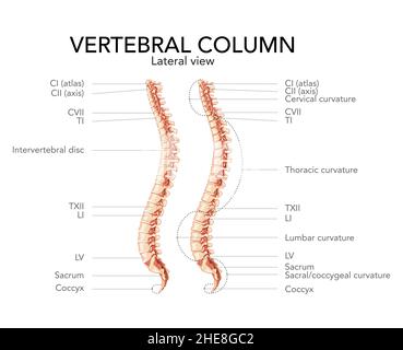 Human vertebral column in front, back with skeleton position, spinal ...