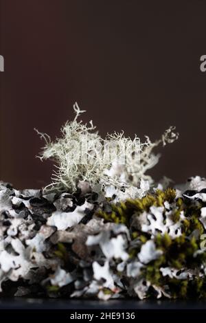Close up of several varieties of lichen growing on a tree branch ...