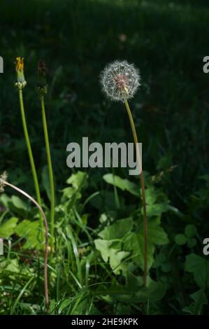 A shallow focus shot of a common dandelion in the field during daytime ...