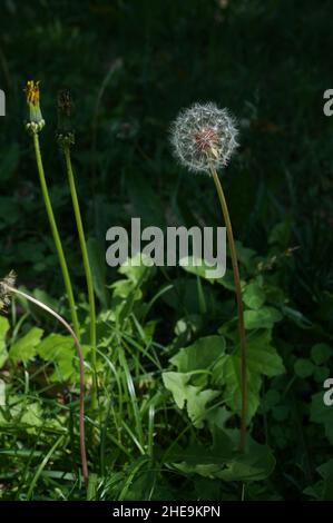 A shallow focus shot of a common dandelion in the field during daytime ...
