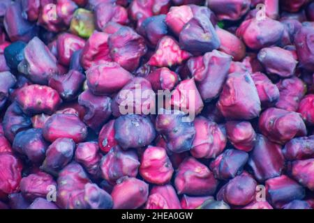 Water Chestnut seed (Trapa natans), Trapaceae Stock Photo - Alamy