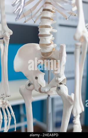 Pelvis anatomical skeleton structure model and pills on table Stock ...