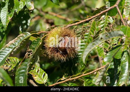 Japanese chestnut on tree in September, Isehara City, Kanagawa ...