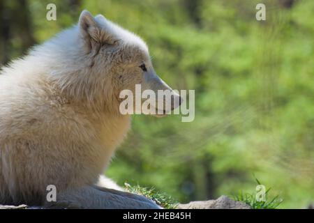 Arctic wolf in captivity Stock Photo - Alamy