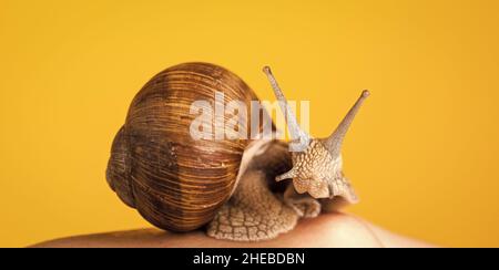 Healing mucus. Having fun with adorable snail. Cosmetics and snail ...