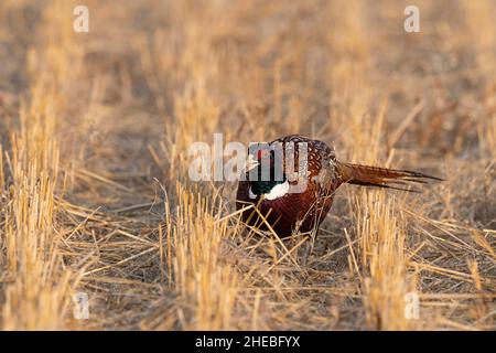 Ringneck Pheasants on the North Dakota Prairie on a late afternoon ...