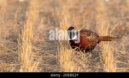 Ringneck Pheasants on the North Dakota Prairie on a late afternoon ...