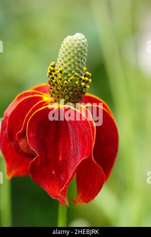 Ratibida columnifera 'Red Midget' prairie coneflower. Ratibida ...