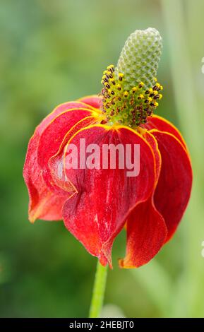 Ratibida columnifera 'Red Midget' prairie coneflower. Ratibida ...