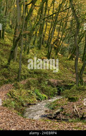 The River Holford during autumn in woodland at Holford Combe in the ...