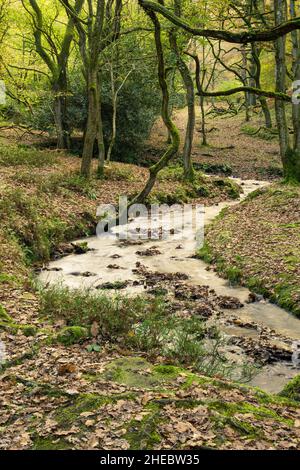 The River Holford during autumn in Butterfly Wood at Holford Combe in ...