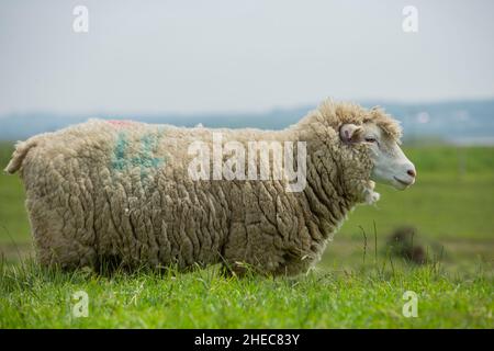 Italian Merino sheep sitting in its meadow isolated from the background ...