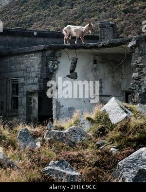 Derelict building on the coastal path at Penrhos country Park on ...