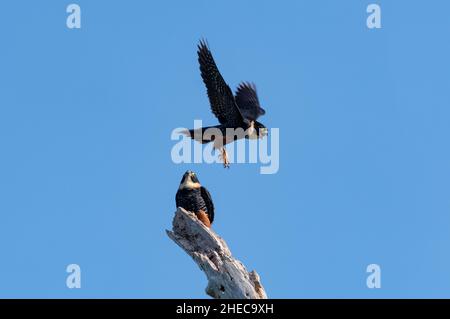 Bat Falcon with a bat in his talons Stock Photo - Alamy