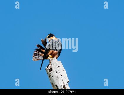 Bat Falcon with a bat in his talons Stock Photo - Alamy