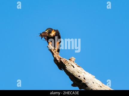 Bat Falcon with a bat in his talons Stock Photo - Alamy