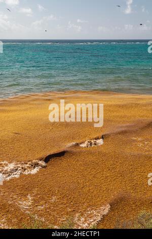 Sargassum seaweed on beach, Tulum, Yucatan Peninsula, Mexico Stock ...