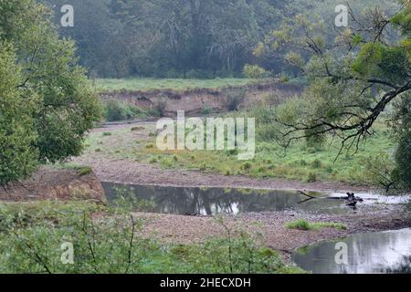 France, Doubs, Allenjoie, river, Allan, lower valley, low water, summer ...