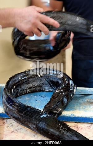 Black scabbardfish (Aphanopus carbo) in the fish hall, Mercado dos ...