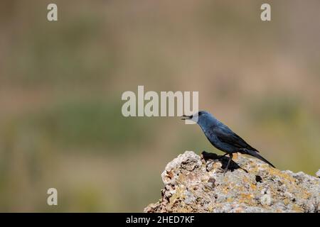 The lone rocker is a species of passerine bird in the Muscicapidae ...